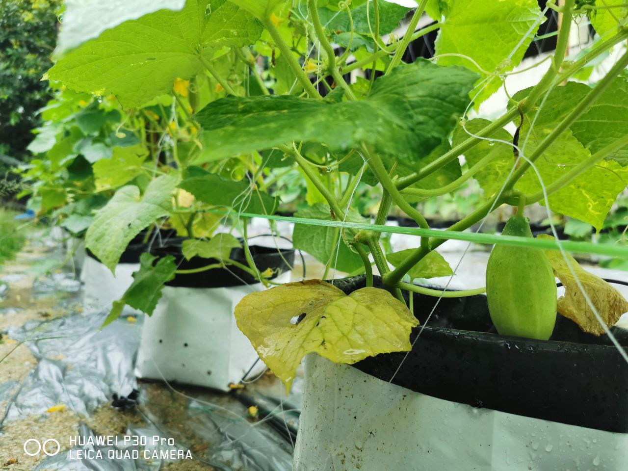 Jadual Gaji Minimum Dan Maksimum Bagi Gred G Dan GV Dibawah ...