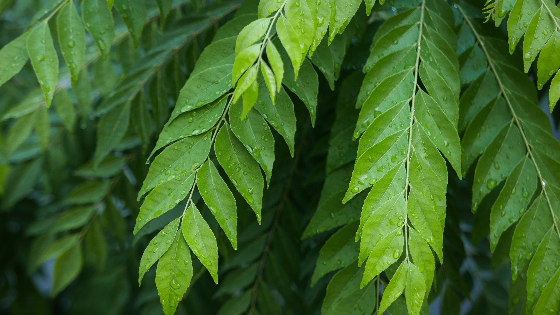 Mencegah Dan Merawat Diabetes Dengan 11 Herba Tradisional