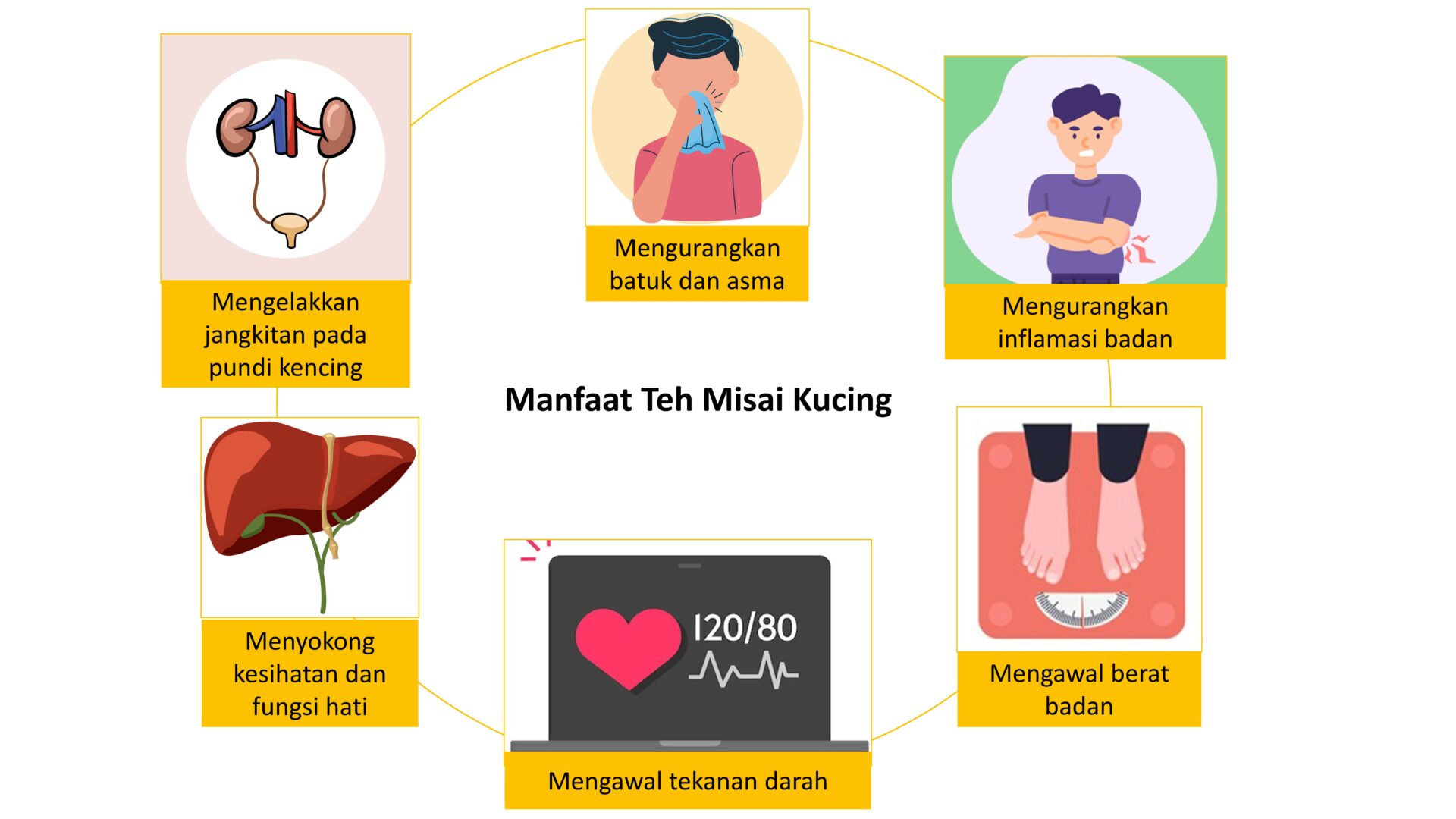 15 Khasiat Misai Kucing Dan Cara Membuat Teh Misai Kucing