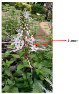 15 Khasiat Misai Kucing Dan Cara Membuat Teh Misai Kucing