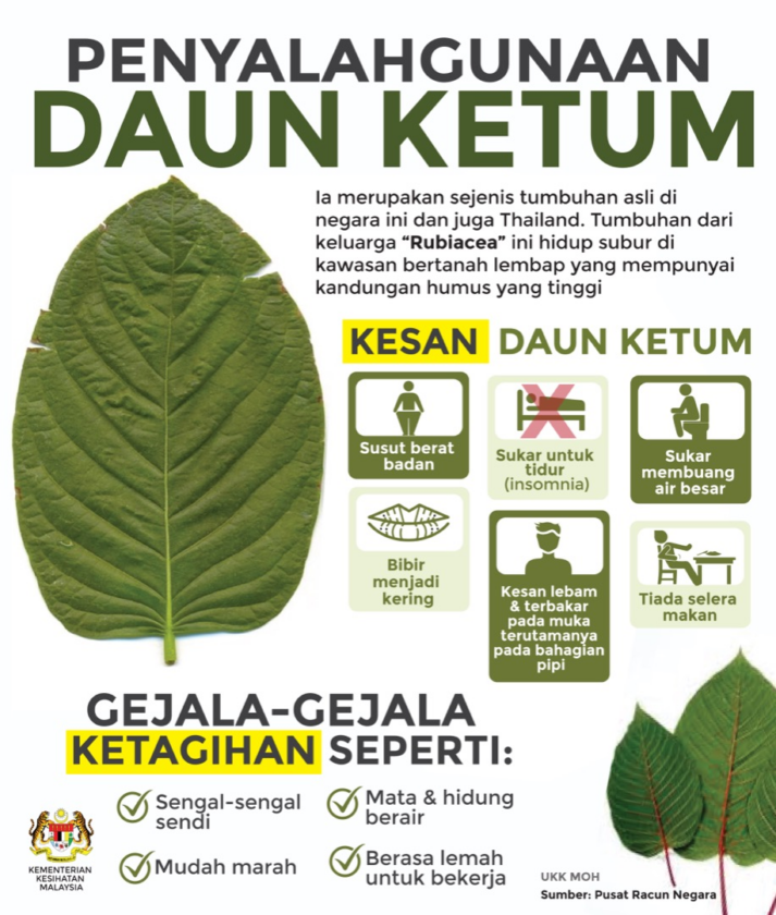 Air Ketum Untuk Perubatan Dan Khasiat Air Ketum Kepada Lelaki Dan Wanita