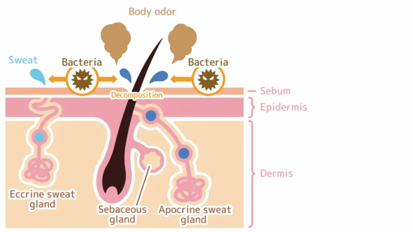 Penyebab Dan 7 Cara Hilangkan Masalah Bau Ketiak