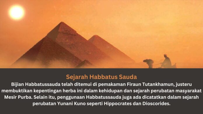 15 Khasiat Habbatus Sauda Dan Cara Makan Habbatus Sauda Yang Betul