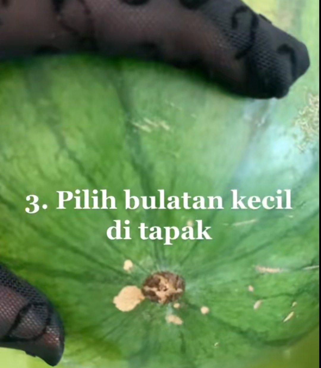 5 Khasiat Buah Tembikai Dan Cara Pilih Buah Tembikai Manis, Sila Ikuti ...