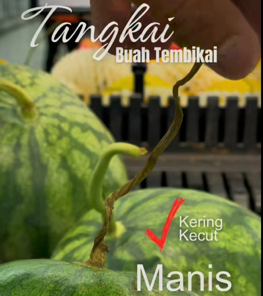 5 Khasiat Buah Tembikai Dan Cara Pilih Buah Tembikai Manis, Sila Ikuti ...