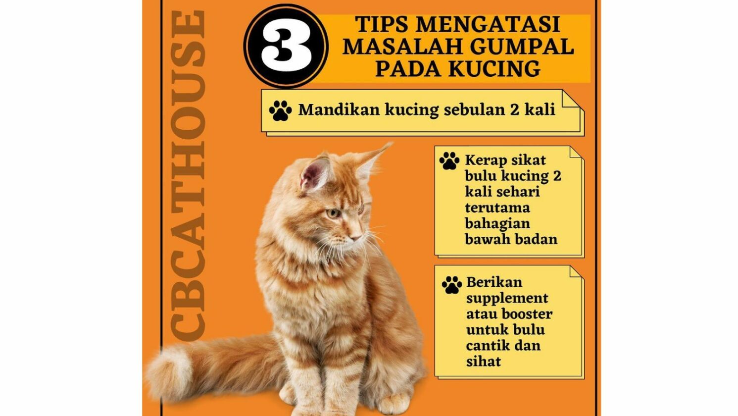 Pelajari Cara Penjagaan Kucing Dan Tips Penjagaan Kucing