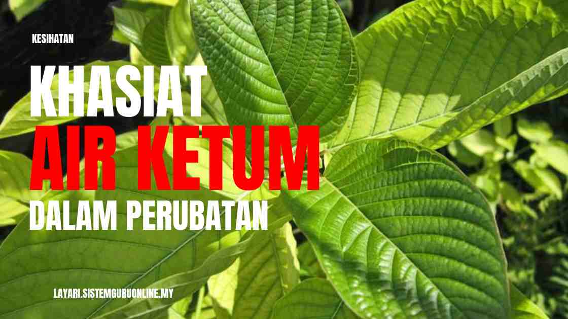 Air Ketum Untuk Perubatan Dan Khasiat Air Ketum Kepada Lelaki Dan Wanita