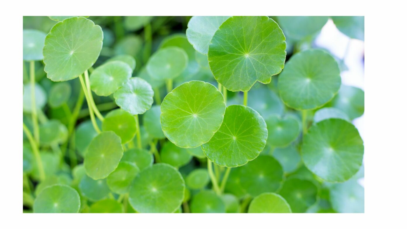 10 Khasiat Daun Pegaga Untuk Kesihatan Dan Cara Penyediaan Teh Pegaga ...