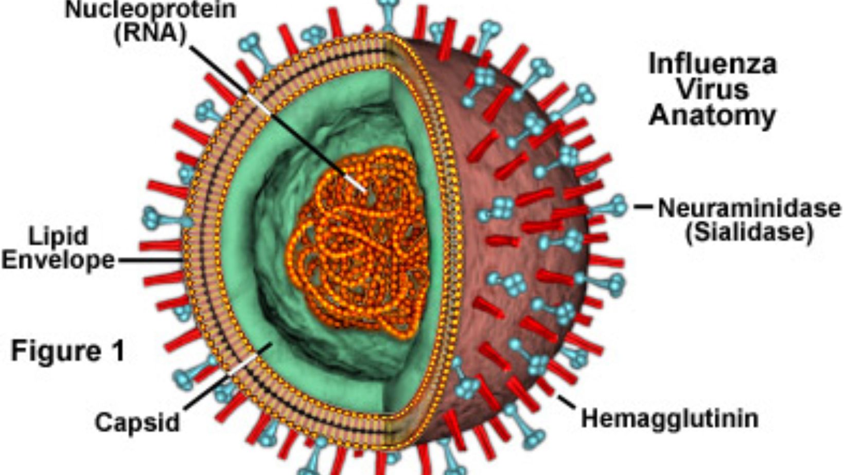 Tanda Influenza Dan Cara Merawat Influenza