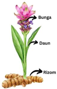 10 Khasiat Kunyit Hidup Dan Cara Minum Air Kunyit Yang Betul