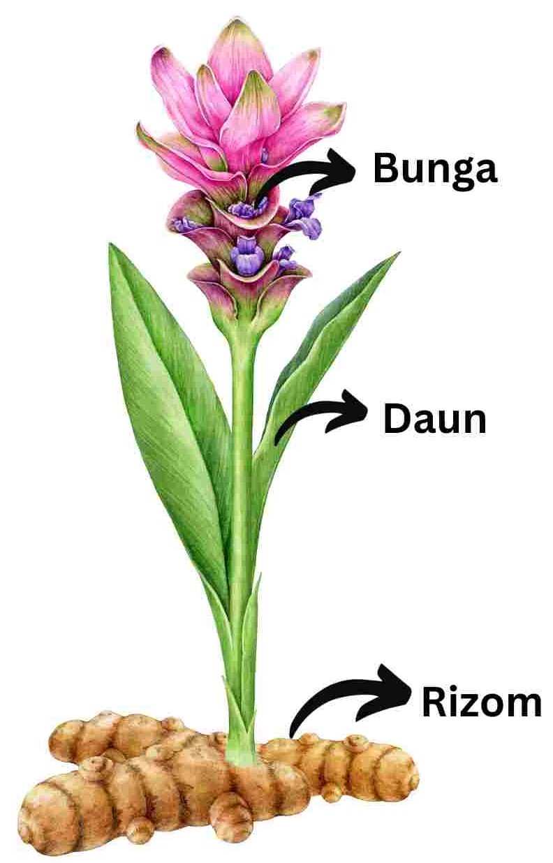 10 Khasiat Kunyit Hidup Dan Cara Minum Air Kunyit Yang Betul