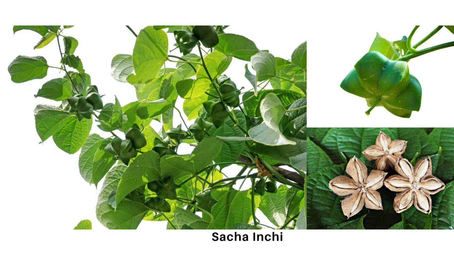 9 Kelebihan Minyak Sacha Inchi Dan Cara Mengenali Minyak Sacha Inchi ...