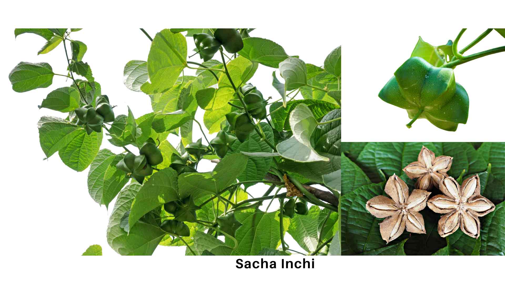 9 Kelebihan Minyak Sacha Inchi Dan Cara Mengenali Minyak Sacha Inchi ...