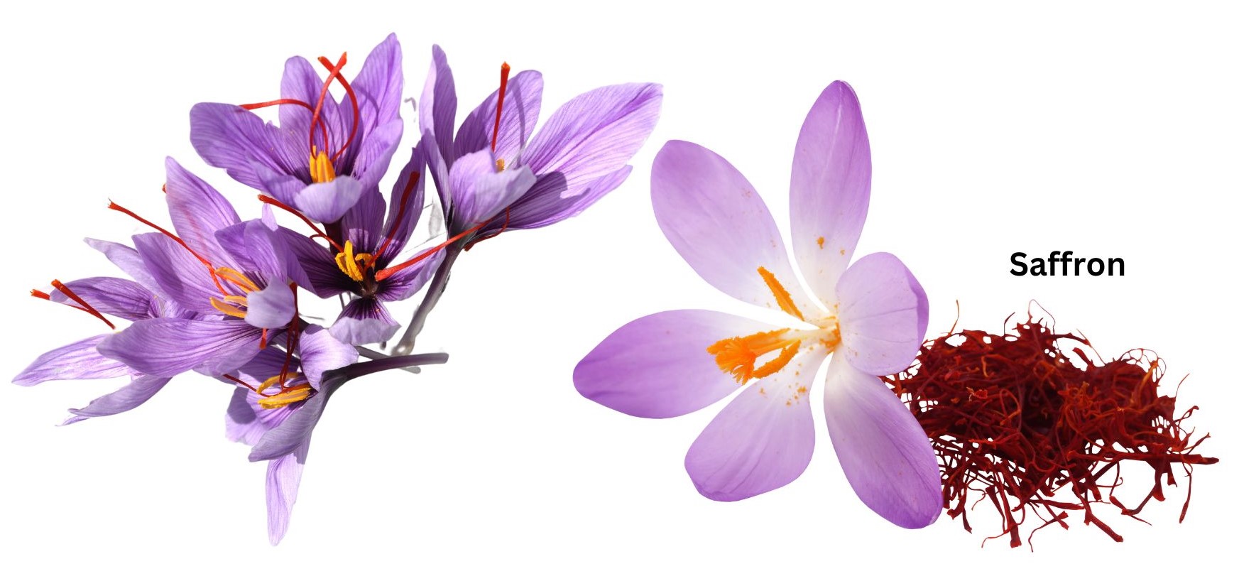 9 Khasiat Saffron Dan Manfaat Saffron Untuk Wanita Dan Kanak-kanak