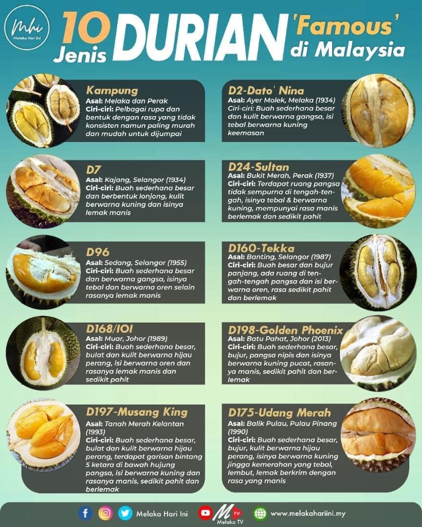 10 Senarai Jenis Durian Malaysia Yang Terkenal Dikalangan Rakyat Malaysia