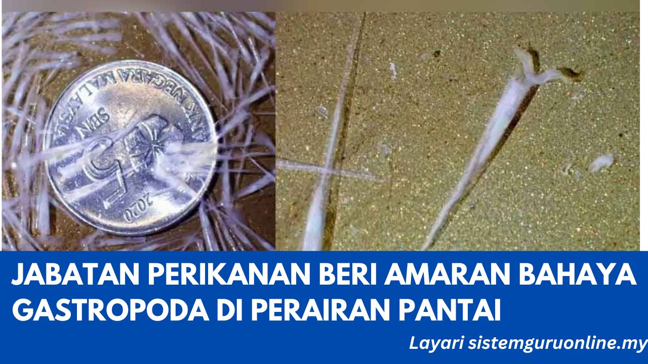 Bahaya Gastropoda! Jabatan Perikanan Beri Amaran Bahaya Gastropoda Di ...