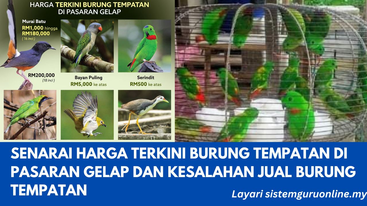 Senarai 9 Harga Terkini Burung Tempatan Di Pasaran Gelap Dan Kesalahan ...