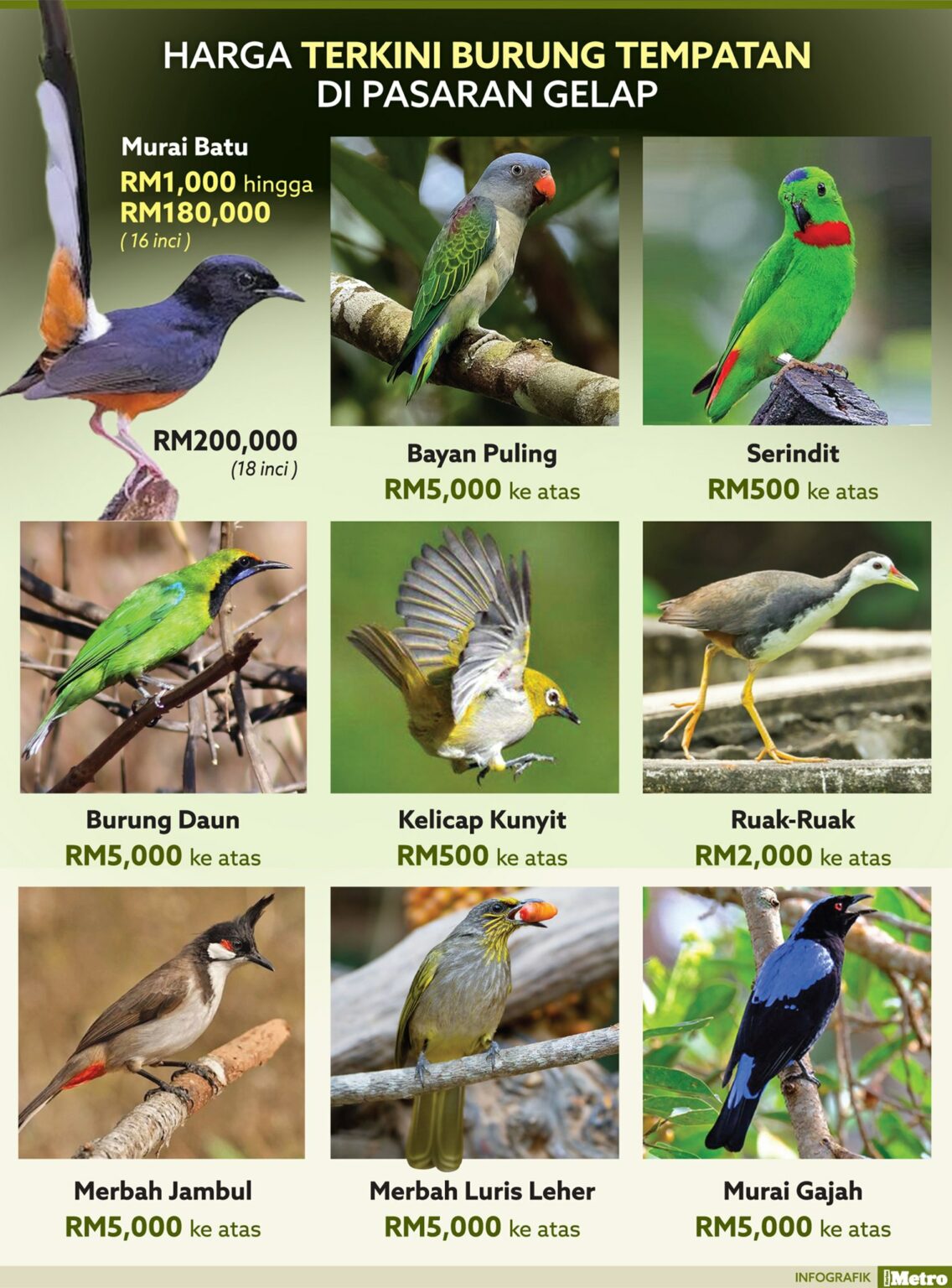 Senarai 9 Harga Terkini Burung Tempatan Di Pasaran Gelap Dan Kesalahan ...