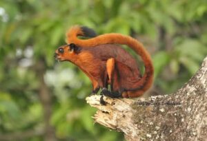 Senarai Dan Jenis Tupai Di Malaysia