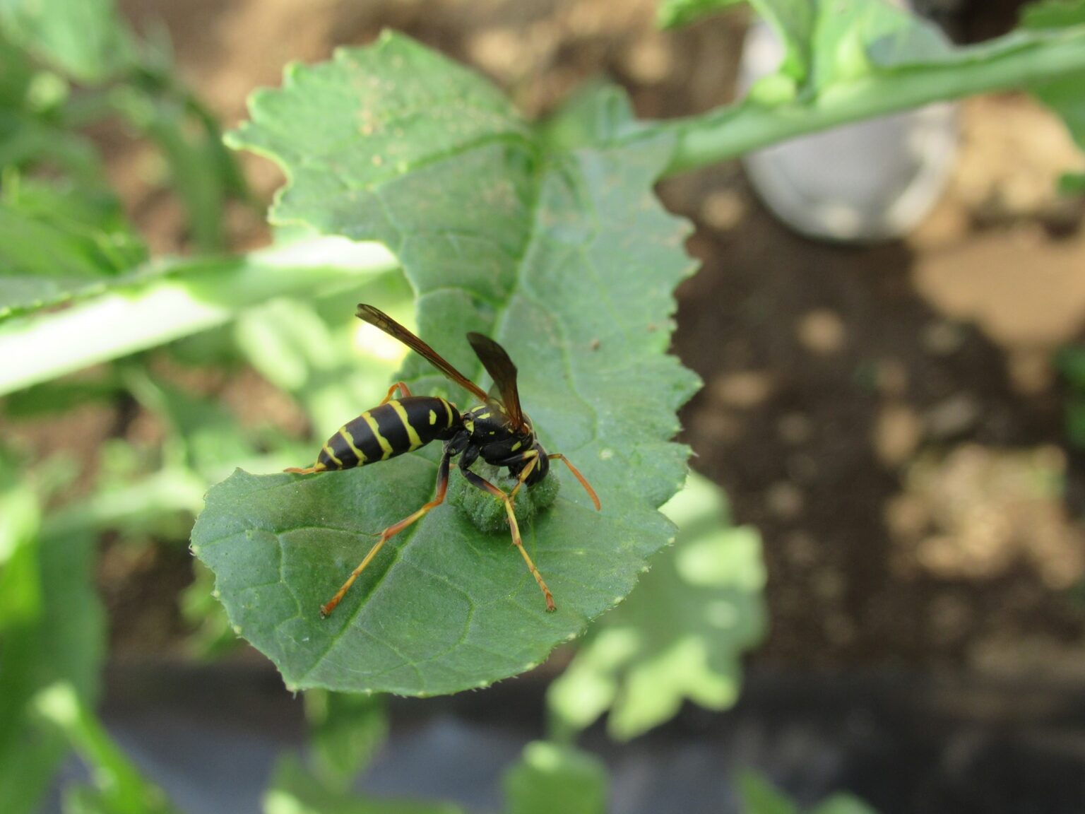 Penerangan Jenis-Jenis Tebuan Di Malaysia