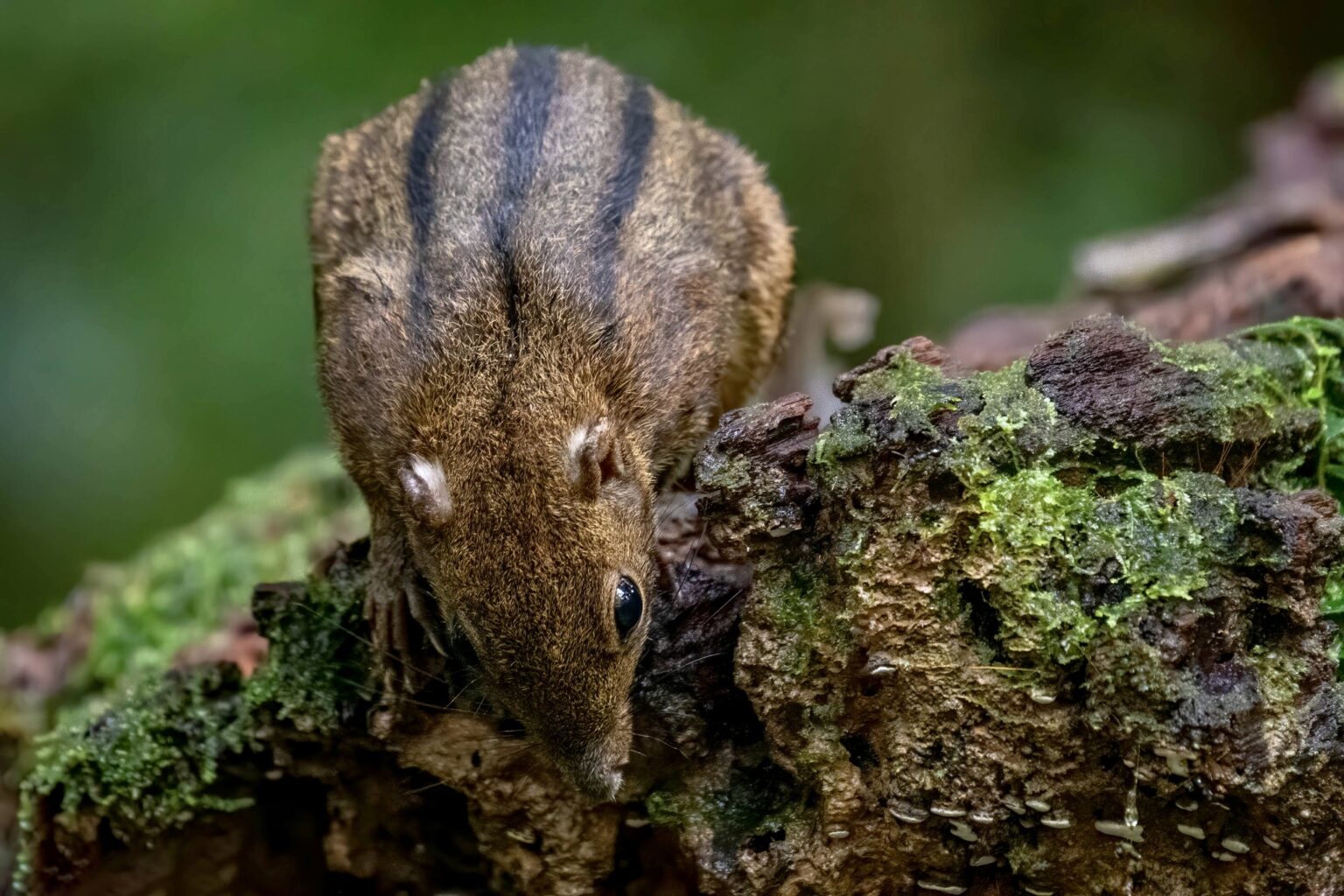 Senarai Dan Jenis Tupai Di Malaysia