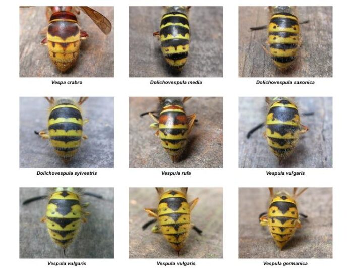 Penerangan Jenis-Jenis Tebuan Di Malaysia