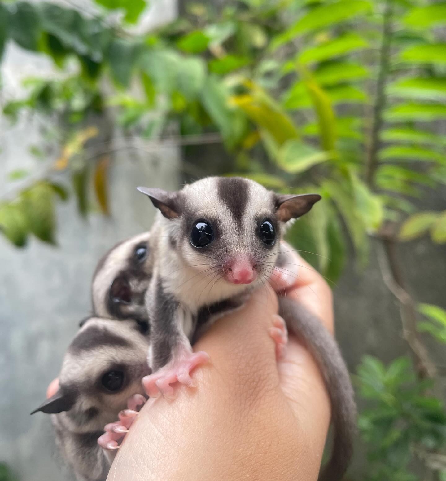 Senarai Dan Jenis Tupai Di Malaysia