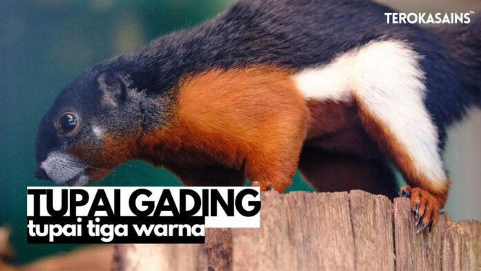 Senarai Dan Jenis Tupai Di Malaysia