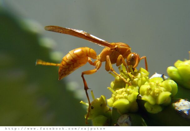 Penerangan Jenis-Jenis Tebuan Di Malaysia