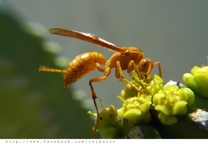 Penerangan Jenis-Jenis Tebuan Di Malaysia