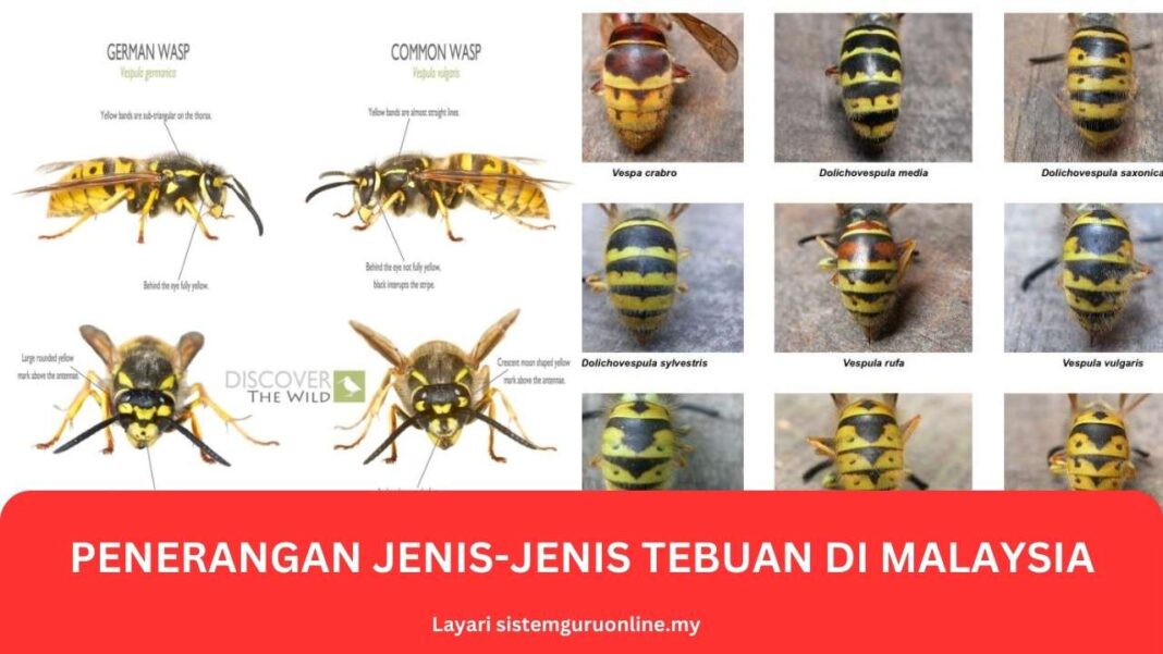 Penerangan Jenis-Jenis Tebuan Di Malaysia