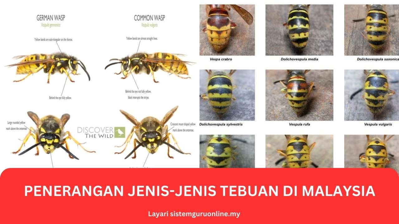 Penerangan Jenis-Jenis Tebuan Di Malaysia