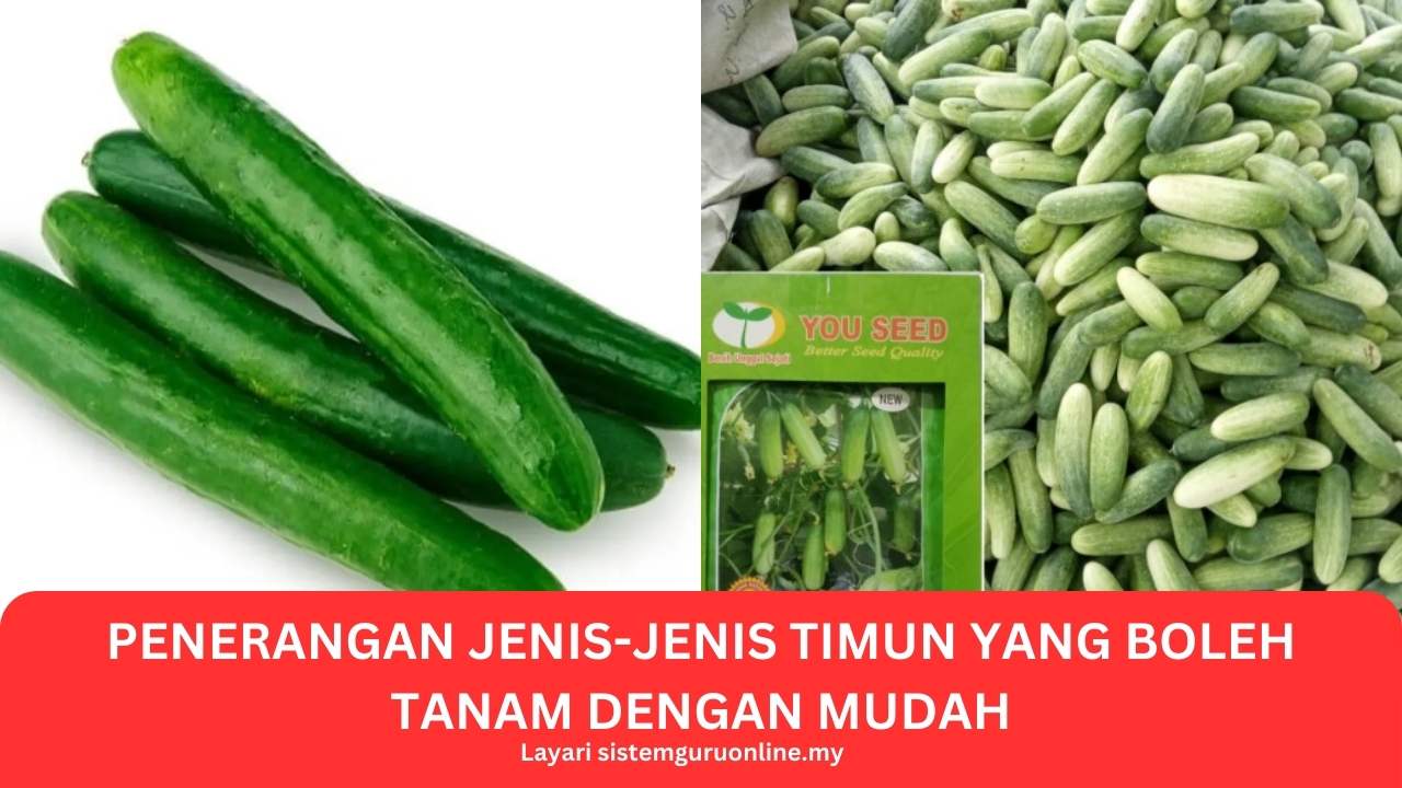 Penerangan Jenis-Jenis Timun Yang Boleh Tanam Dengan Mudah