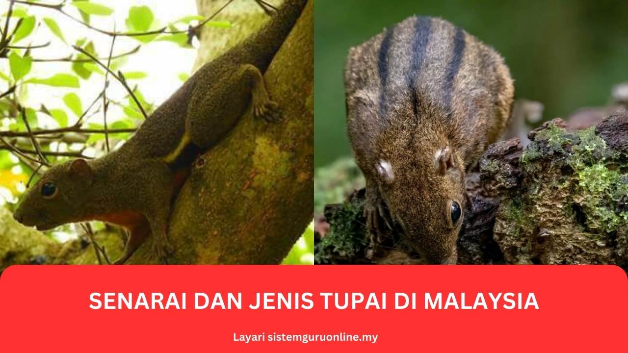Senarai Dan Jenis Tupai Di Malaysia